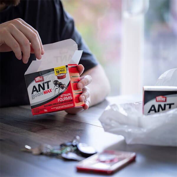 Ant B Gon Max | Van Beek's