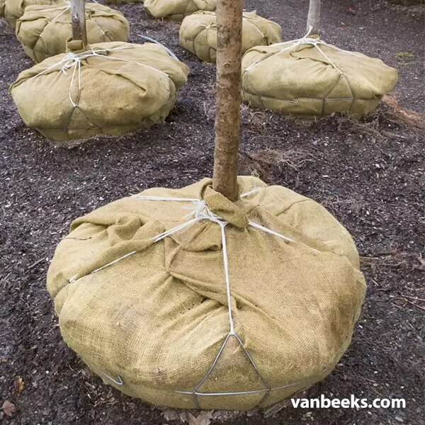 Jute Burlap | Van Beek's