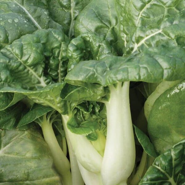 Bok Choy (Pac Choi) Seeds | Van Beek's