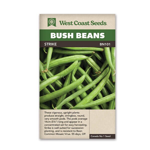 Bush Bean Seeds | Van Beek's