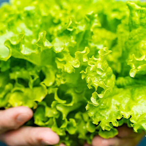 loose leaf lettuce